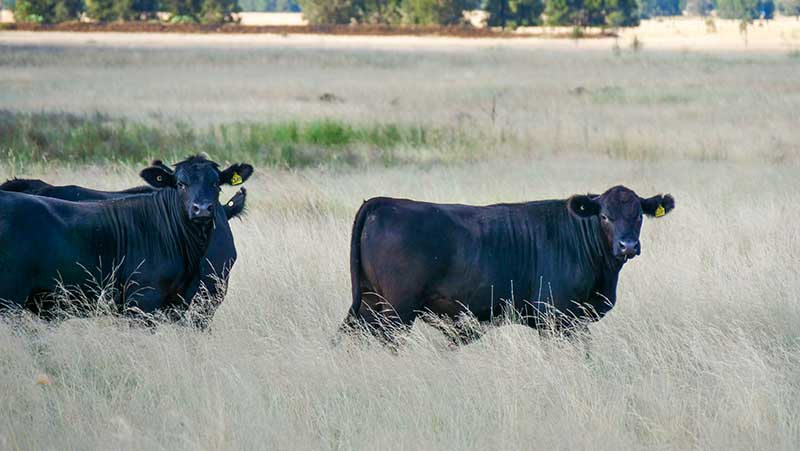 Fertile and functional breeders for the environment - Angus Australia