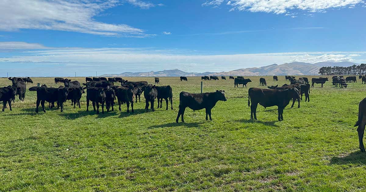 Beef on Dairy at Willesden Farms - Angus Australia