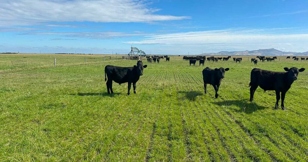 Beef on Dairy at Willesden Farms - Angus Australia