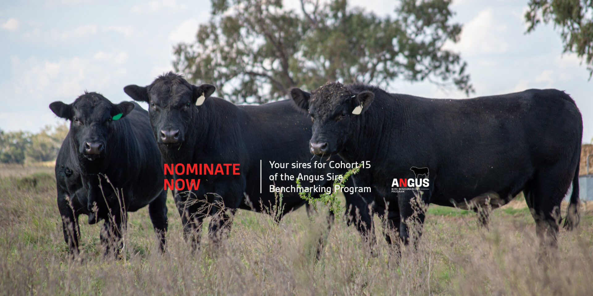 ASBP Bull Nominations OPEN - Angus Australia