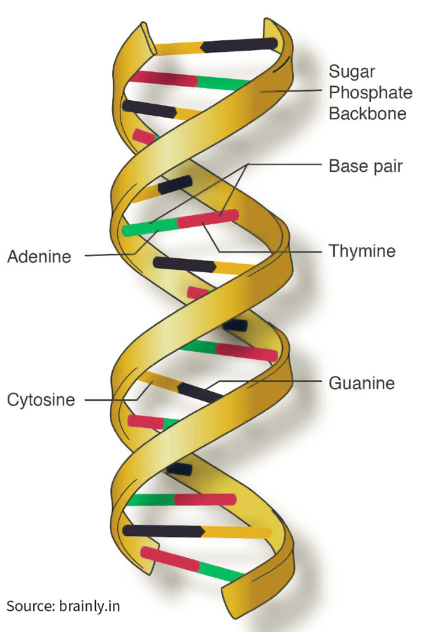 What is DNA? - Angus Australia