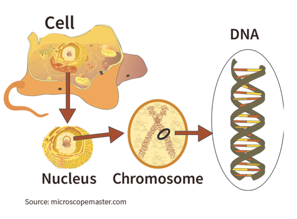 What is DNA? - Angus Australia