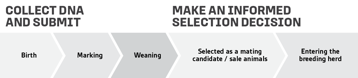 Developing a Genomic Testing Strategy for your herd - Angus Australia