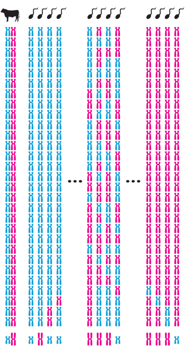 Understanding the inheritance of genes - Angus Australia
