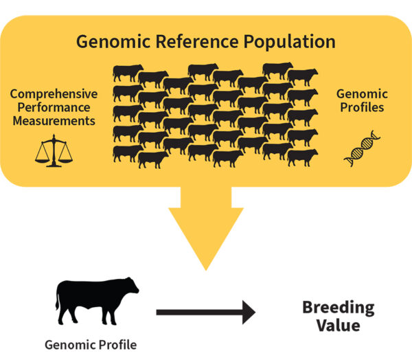 Using genomics in genetic evaluation - Angus Australia