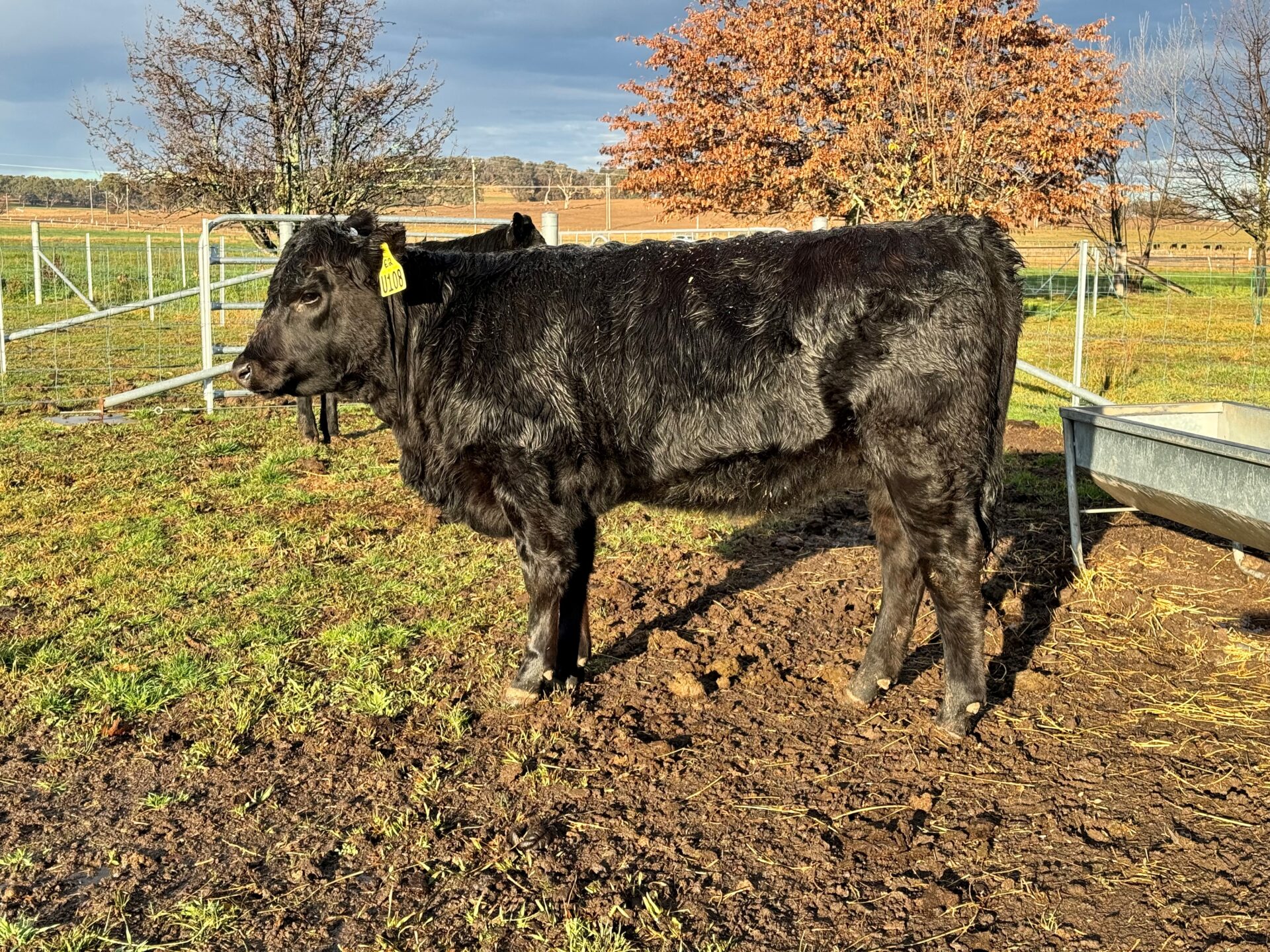 Fig Tree Park Angus charity heifer proceeds to go to Angus Youth ...