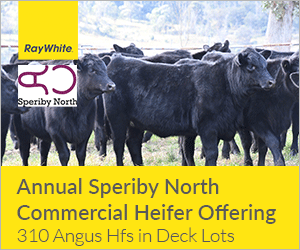 Genetic Conditions - Angus Australia