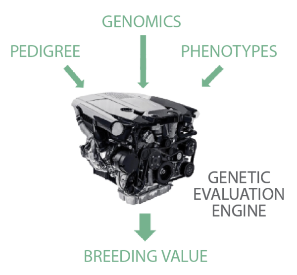 Talking Genomics - Angus Australia