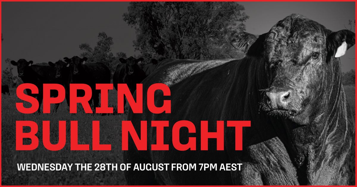 2024 Spring Bull Night - Angus Australia