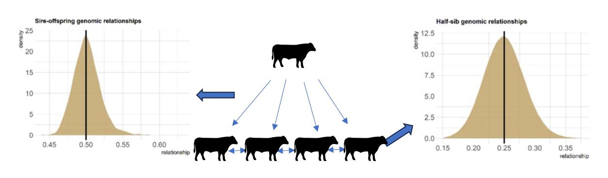 Talking Genomics - Angus Australia