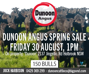 Leg Angle - Angus Australia