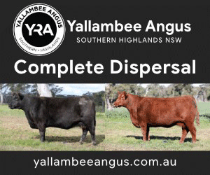 History of Angus - Angus Australia