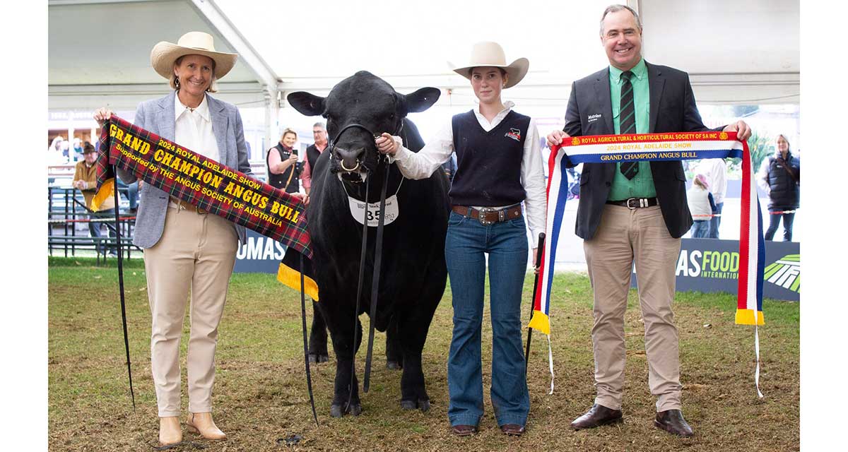 Success for Angus at Adelaide - Angus Australia