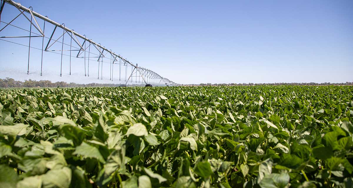 The future is bright with Angus - Angus Australia