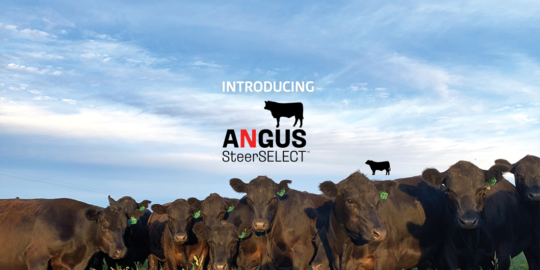 Angus SteerSELECT - Angus Australia