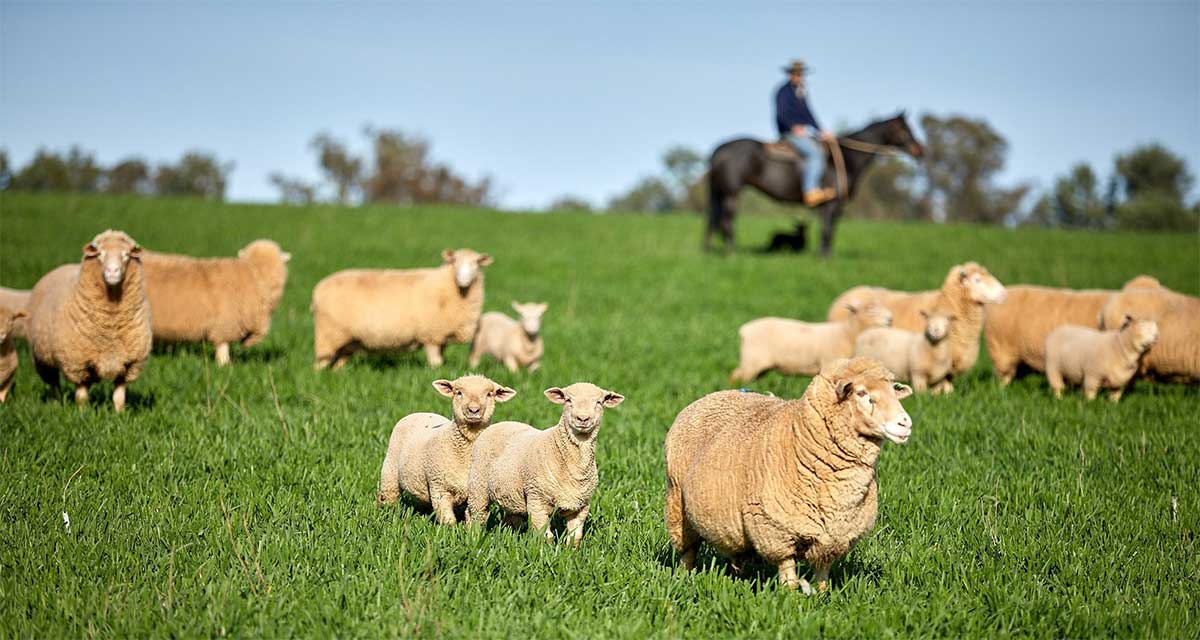 The future is bright with Angus - Angus Australia