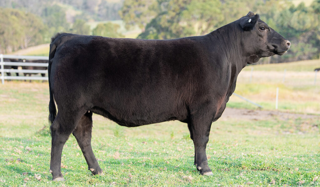 Win an elite Angus heifer and support the Roundup! - Angus Australia