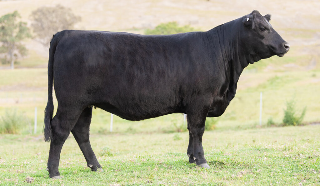 Win an elite Angus heifer and support the Roundup! - Angus Australia