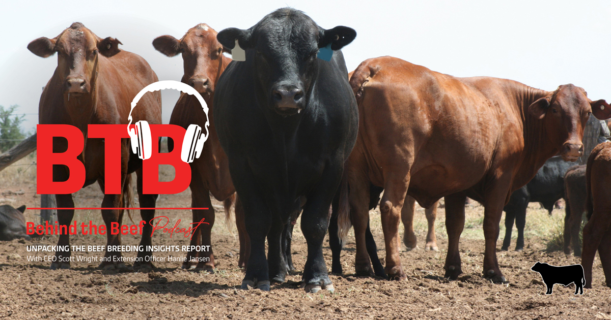 Behind the Beef episode 46 - Unpacking the Beef Breeding Insights ...