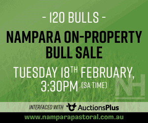 Angus SteerSELECT - Angus Australia