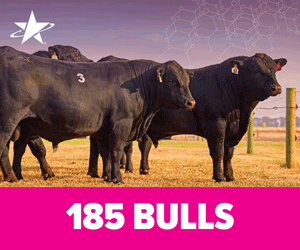 The Angus World unites in 2025 - Angus Australia