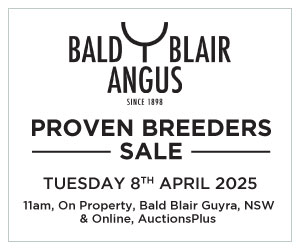 TACE - Angus Australia