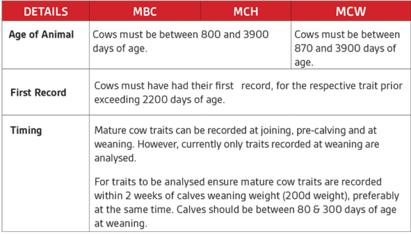 What you need to know about mature cow composition traits - Angus Australia