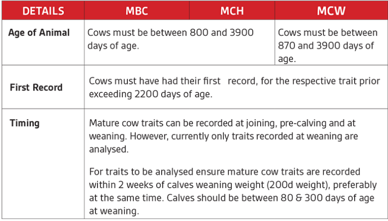 What you need to know about mature cow composition traits - Angus Australia