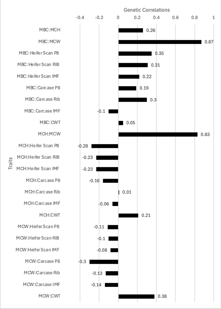 What you need to know about mature cow composition traits - Angus Australia
