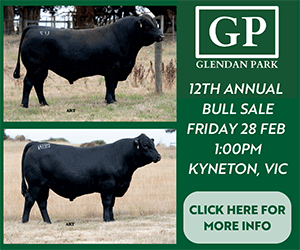 The Angus World unites in 2025 - Angus Australia