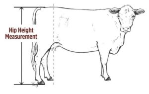 What you need to know about mature cow composition traits - Angus Australia