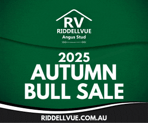 TACE - Angus Australia