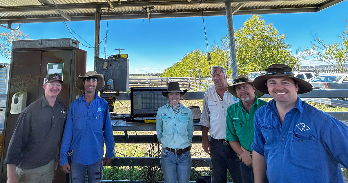 Angus Sire Benchmarking Program – Autumn Update - Angus Australia