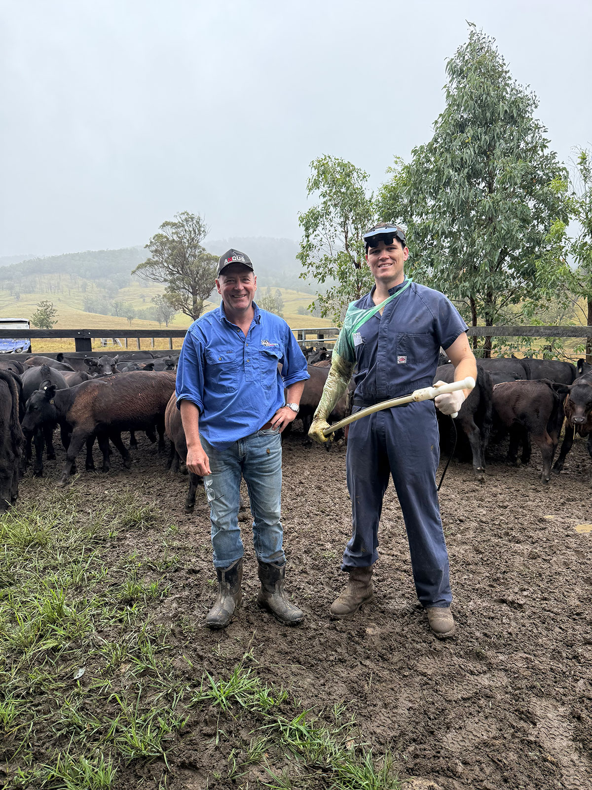 Angus Sire Benchmarking Program – Autumn Update - Angus Australia