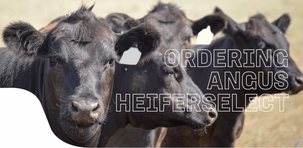 Getting Ready to Order Angus HeiferSELECT - Angus Australia