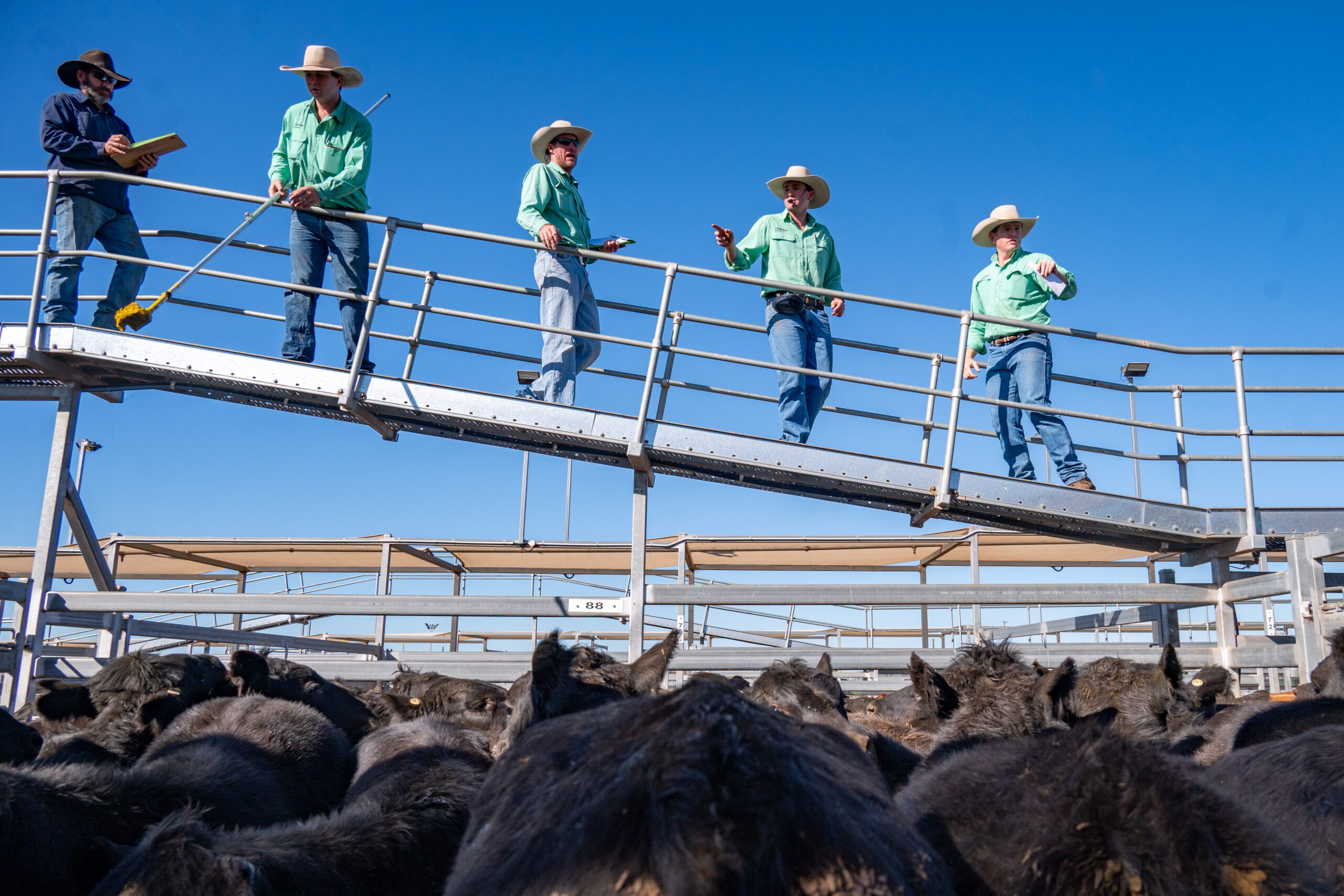 Why Registered Angus Genetics Matter! - Angus Australia